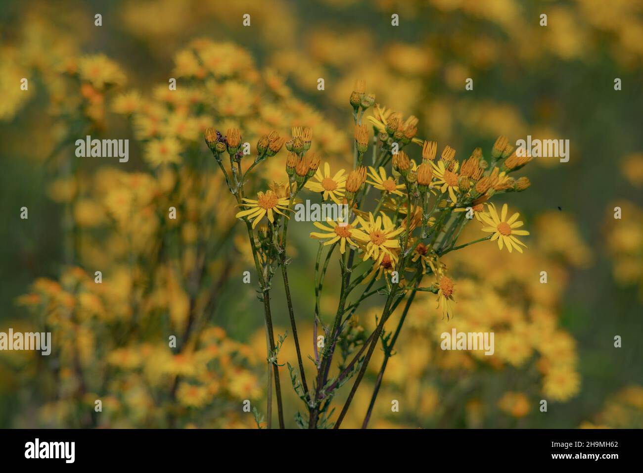 Beautiful view of yellow ragwort (stinking willie) wildflowers in a ...