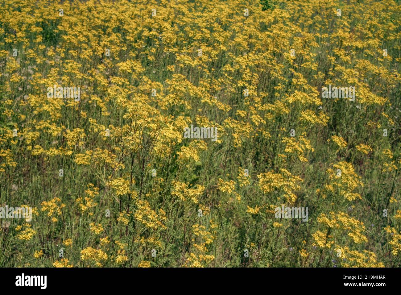 Beautiful view of yellow ragwort (stinking willie) wildflowers in a ...