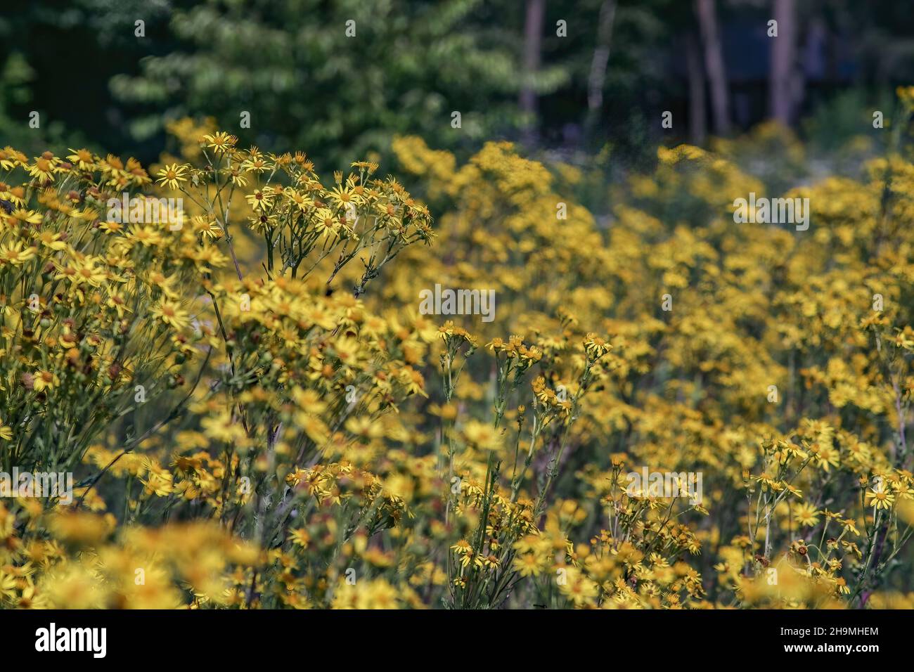 Beautiful view of yellow ragwort (stinking willie) wildflowers in a ...