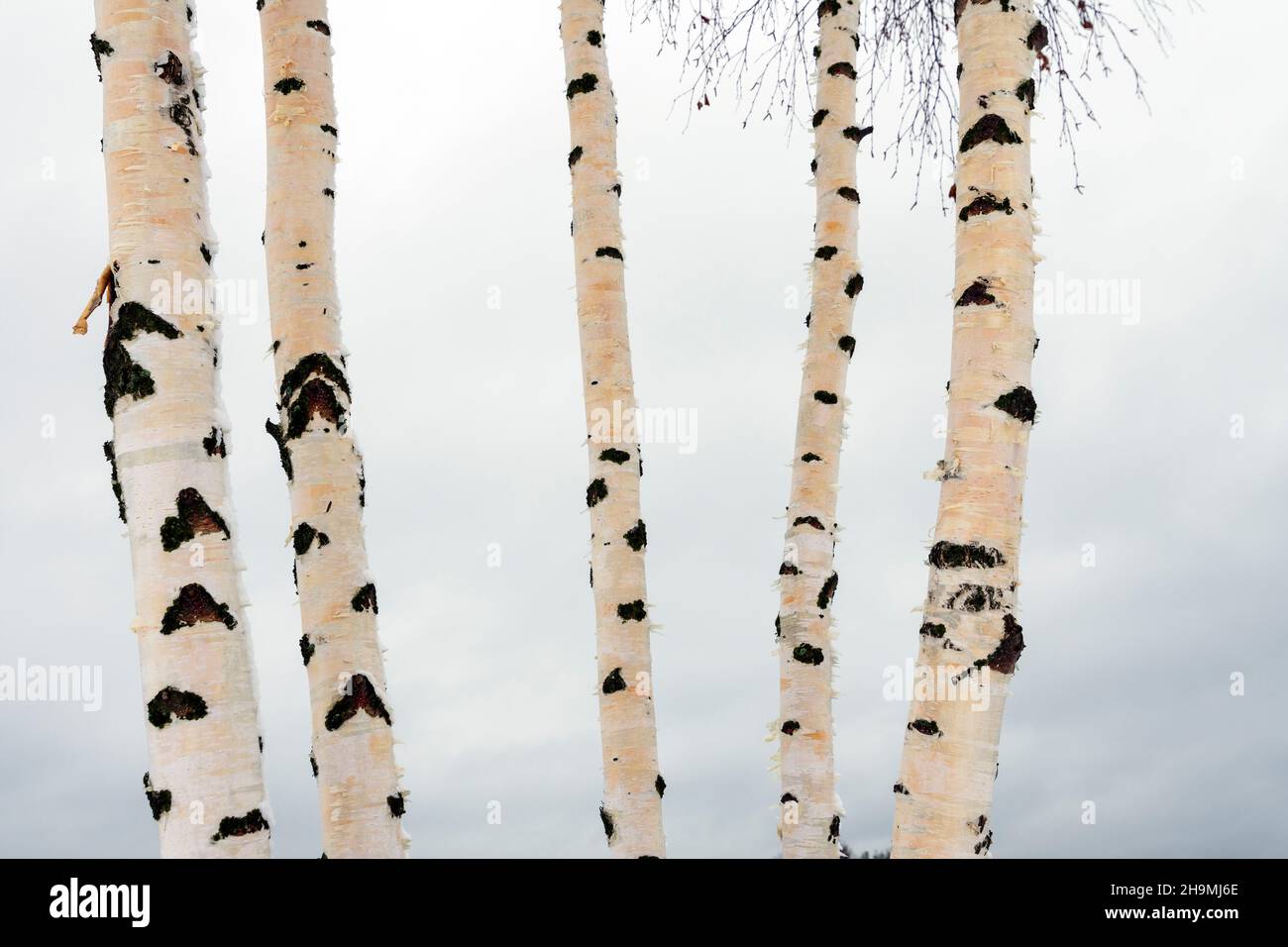 Birch tree pattern hi-res stock photography and images - Alamy