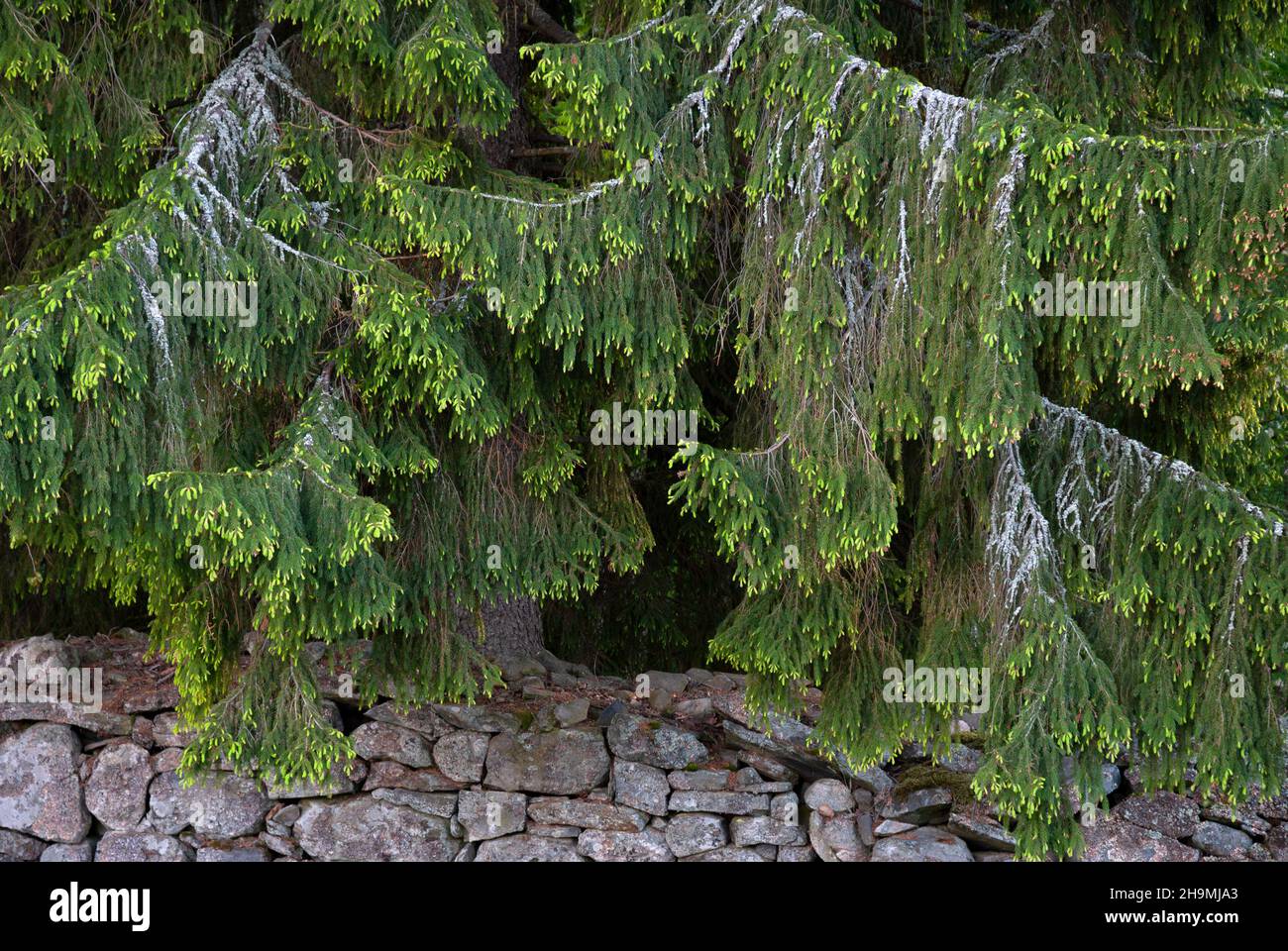 Old spruce picea abies tree hi-res stock photography and images - Alamy