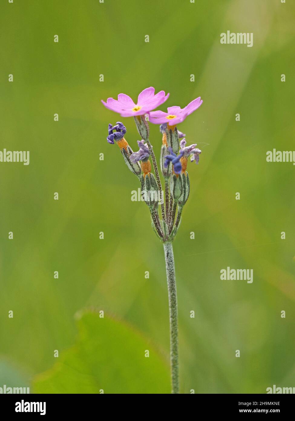 Birds eye primrose cumbria hi-res stock photography and images - Alamy