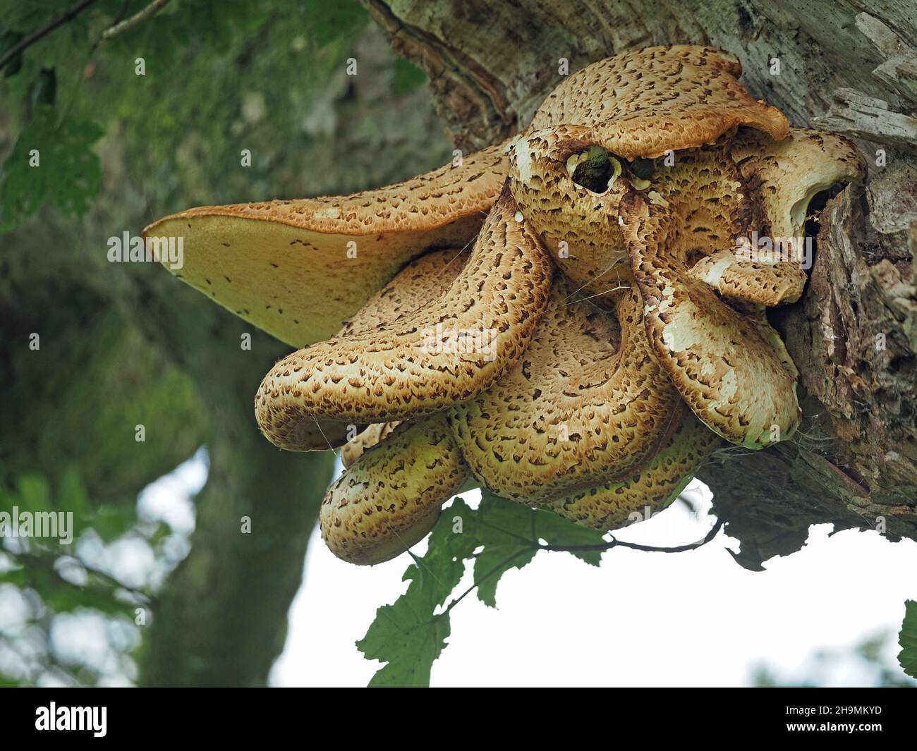 large convoluted fruiting bodies Dryad's Saddle (Polyporus squamosus ...