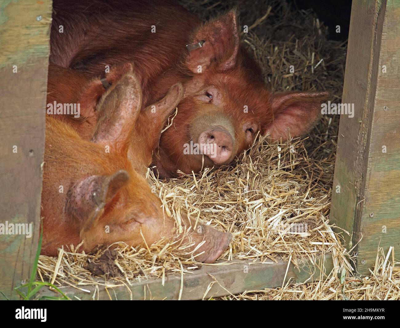 Hairy pigs happy farm hi-res stock photography and images - Alamy