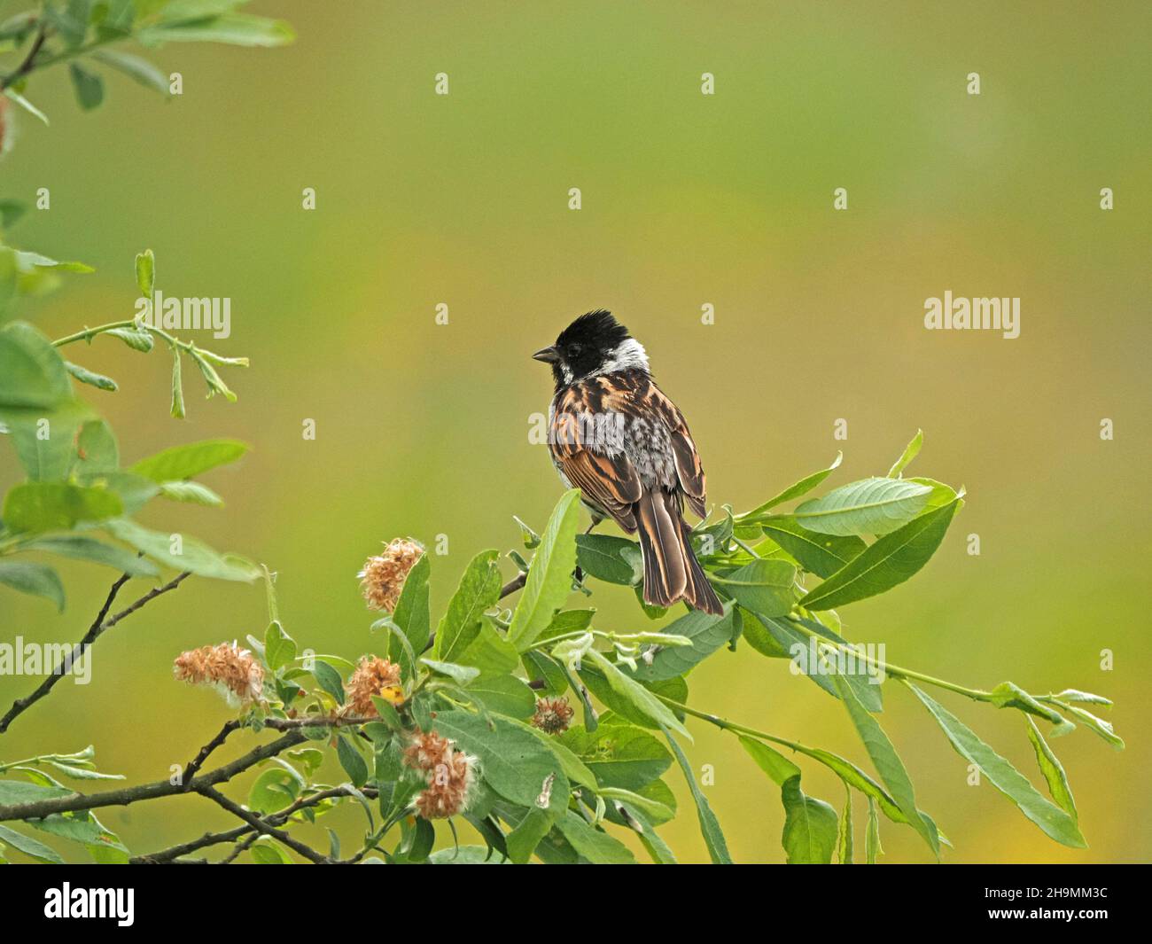 male Reed Bunting (Emberiza schoeniclus) in breeding plumage on Willow ...