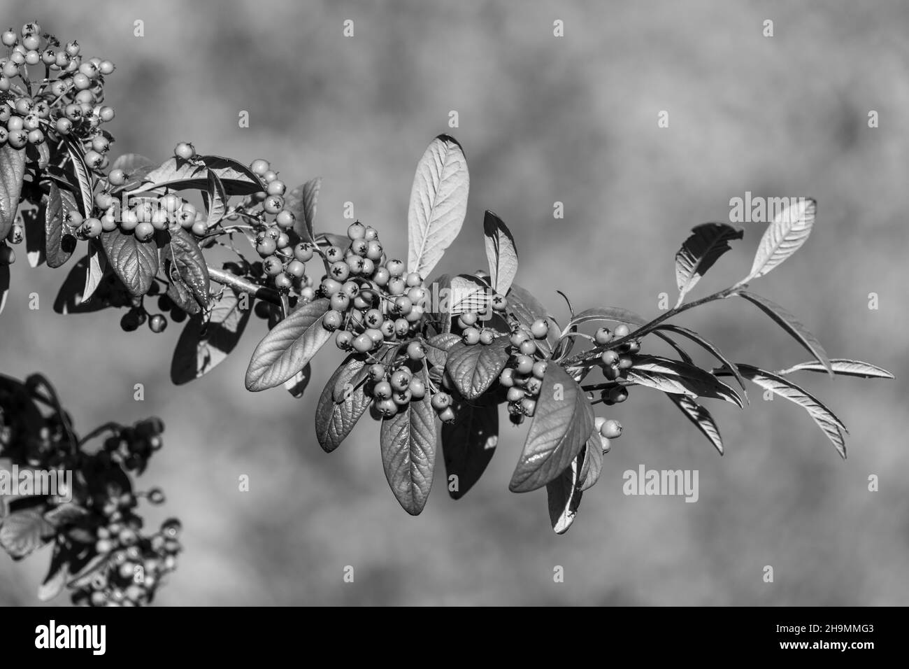 Berries on branch Black and White Stock Photos & Images - Alamy