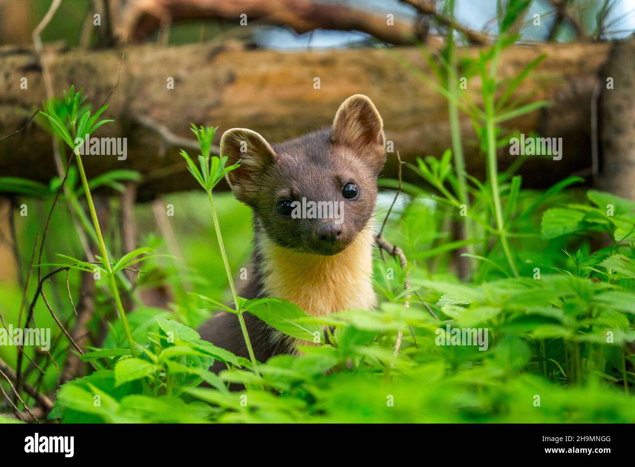 Portrait of pine marten in nature hi-res stock photography and images ...