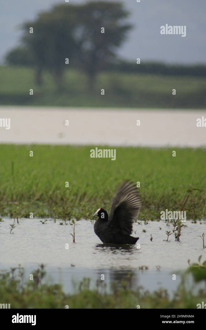 Vertical shot of a black bird waving its wings in a pond Stock Photo ...