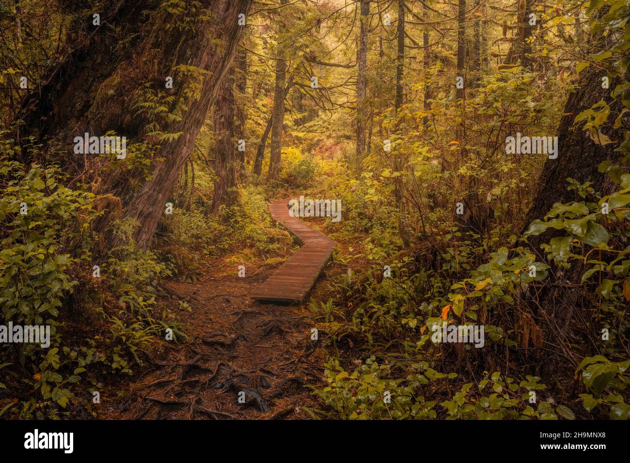 Narrow wooden walkway in a forest covered in greenery under the ...