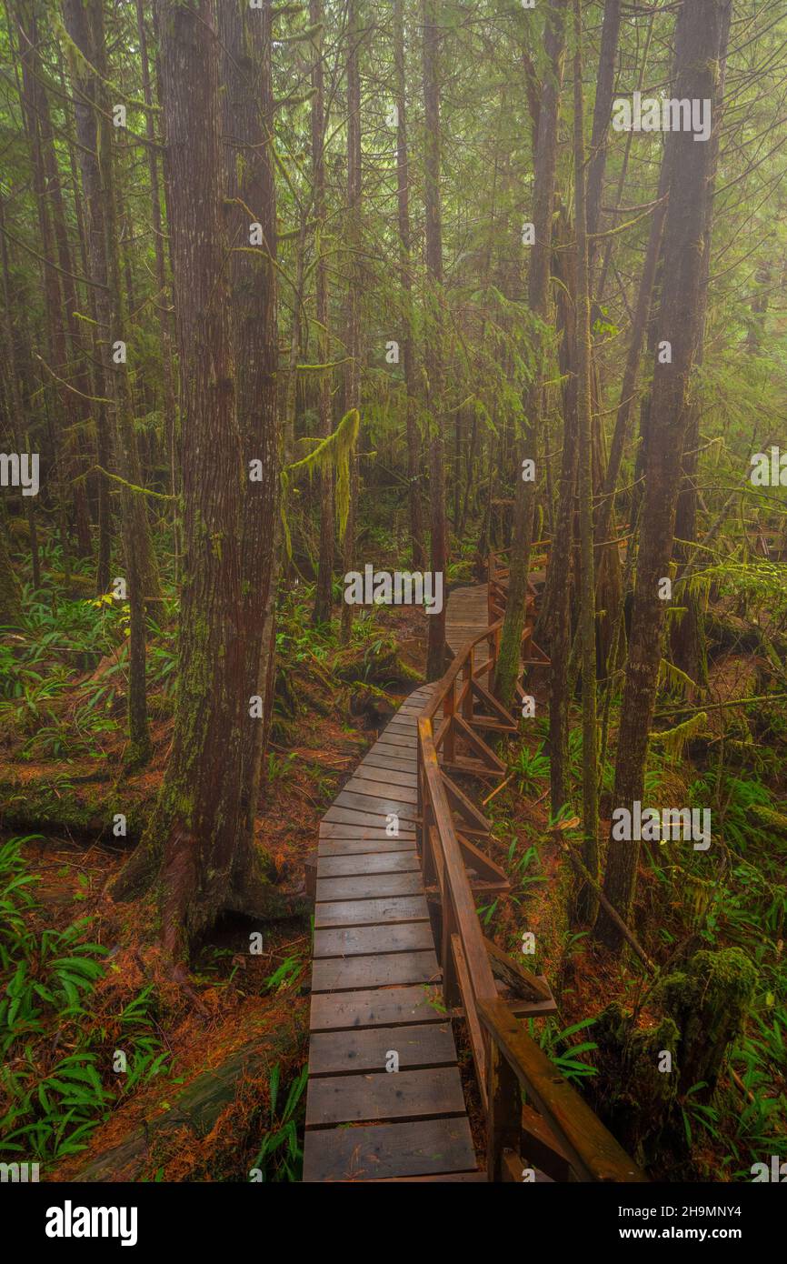 Vertical shot of a narrow wooden walkway in a forest covered in ...