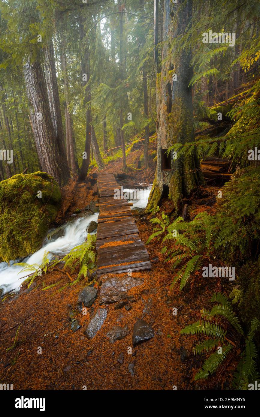 Vertical shot of a narrow wooden walkway in a forest covered in ...