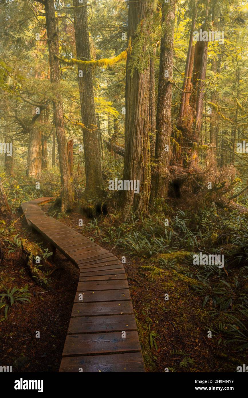 Vertical shot of a narrow wooden walkway in a forest covered in ...