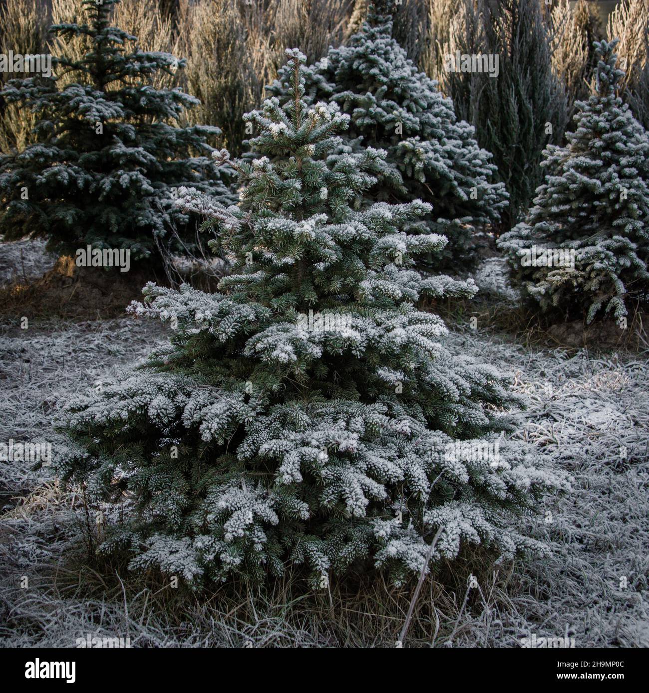 Evergreen spruce covered with snow in winter Stock Photo - Alamy