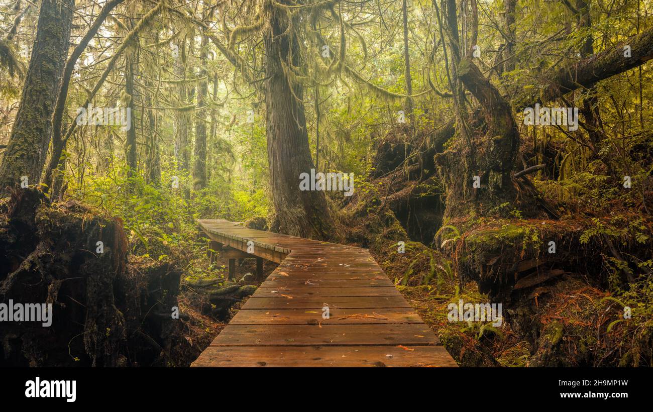 Narrow wooden walkway in a forest covered in greenery under the ...