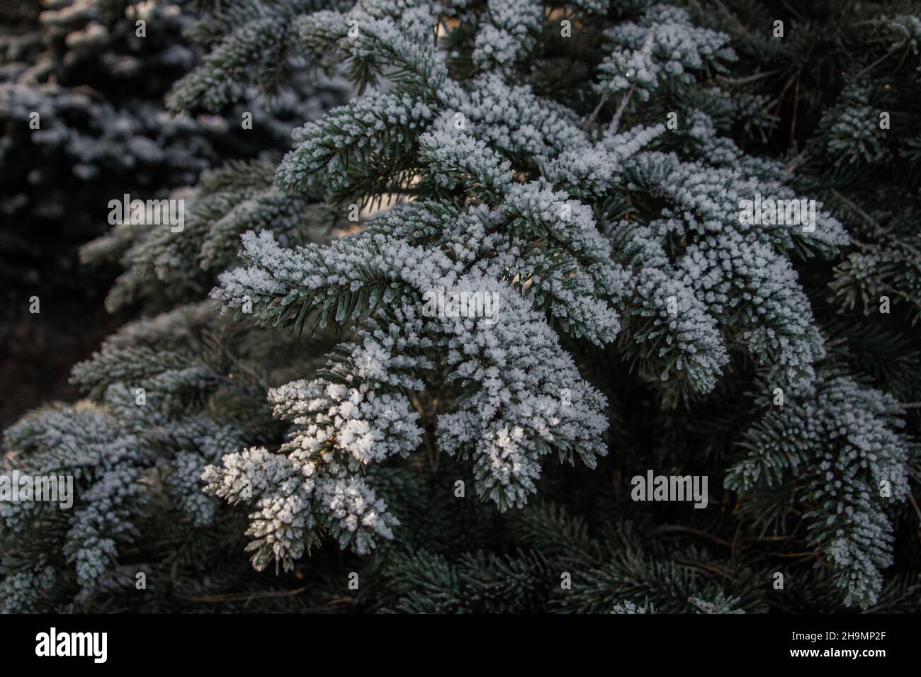 Evergreen spruce covered with snow in winter Stock Photo - Alamy