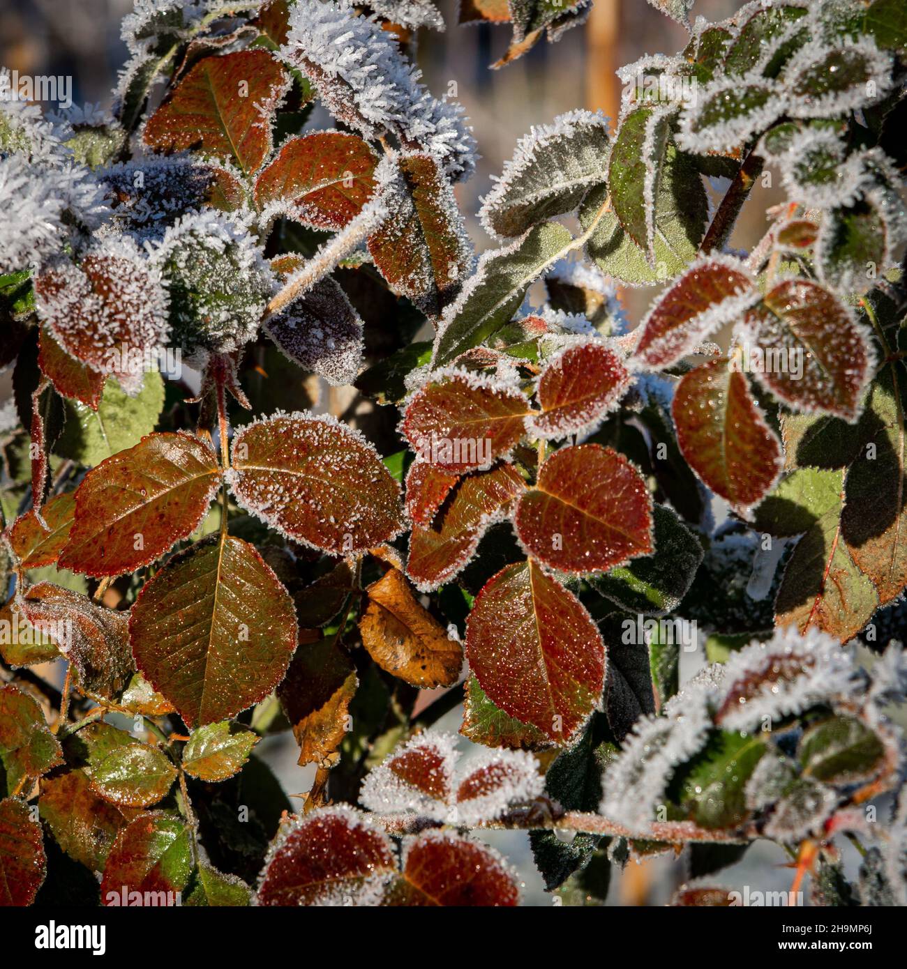 Withered flowers fallen leaves hi-res stock photography and images - Alamy