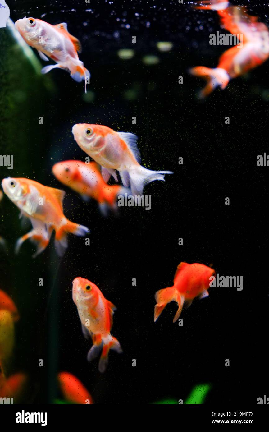 Ikan Emas Dalam Balang