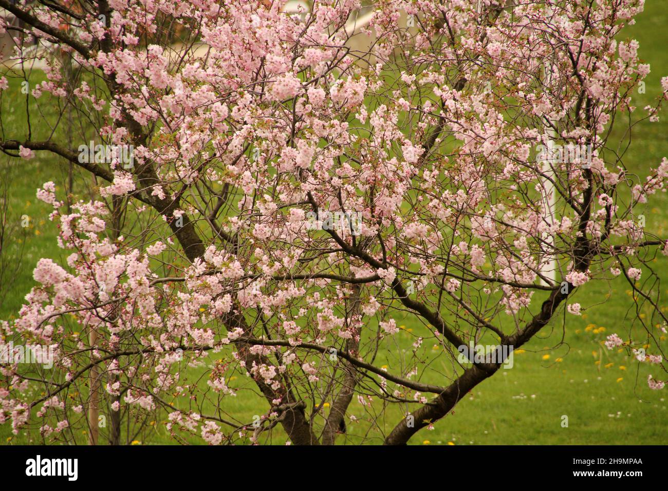 Beautiful blooming pink cherry blossom tree Stock Photo - Alamy