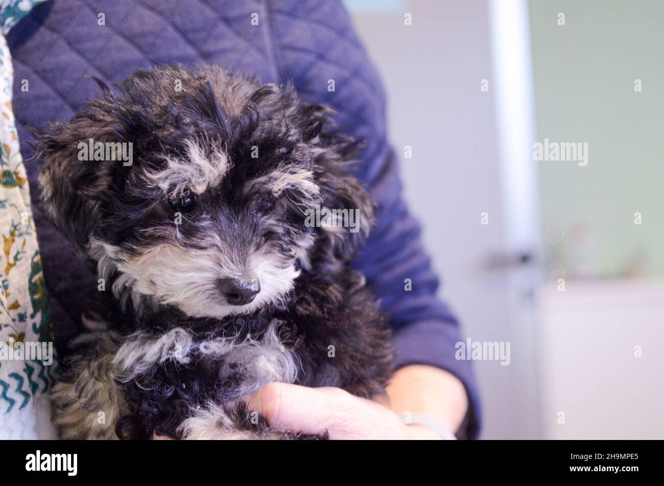 Adorable fluffy cockapoo visiting veterinary clinic for a medical exam ...