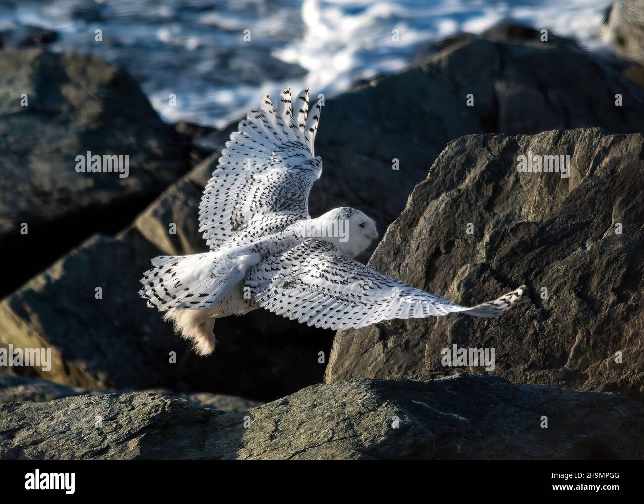 Snowy Owl in Flight Stock Photo - Alamy