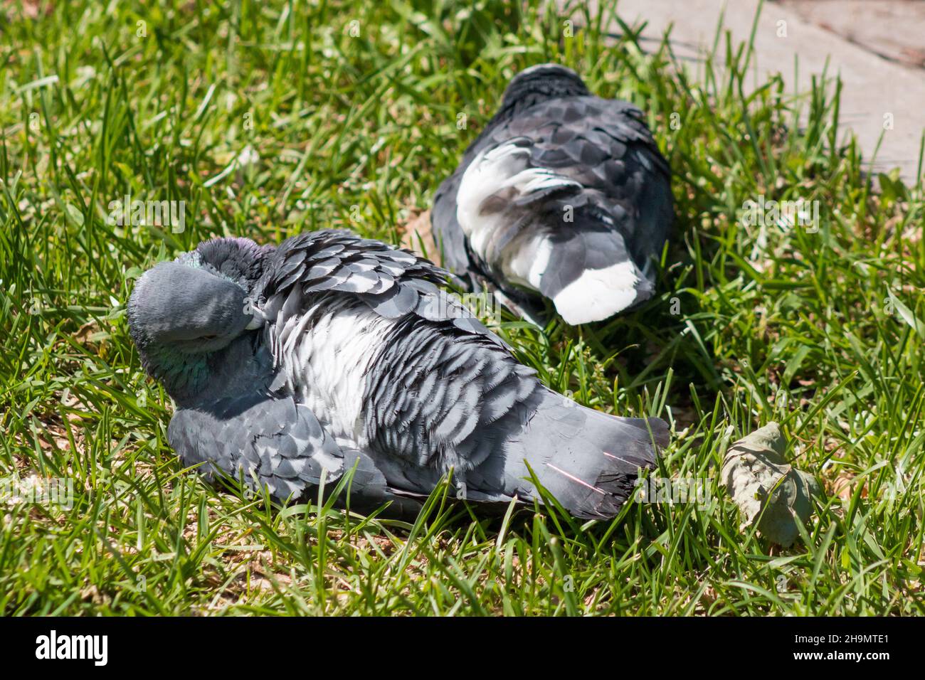 Pigeons clean their feathers on the grass Stock Photo - Alamy