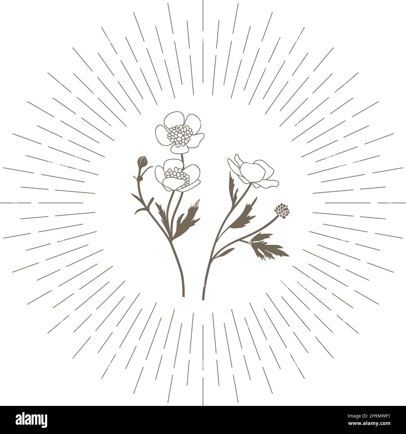 Sunbeam flower Cut Out Stock Images & Pictures - Alamy
