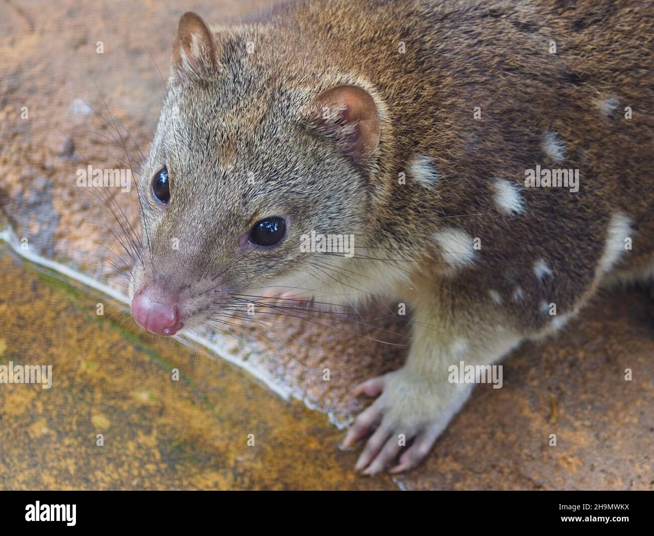 A closeup portrait of a charming charismatic Spotted-Tailed Quoll with ...