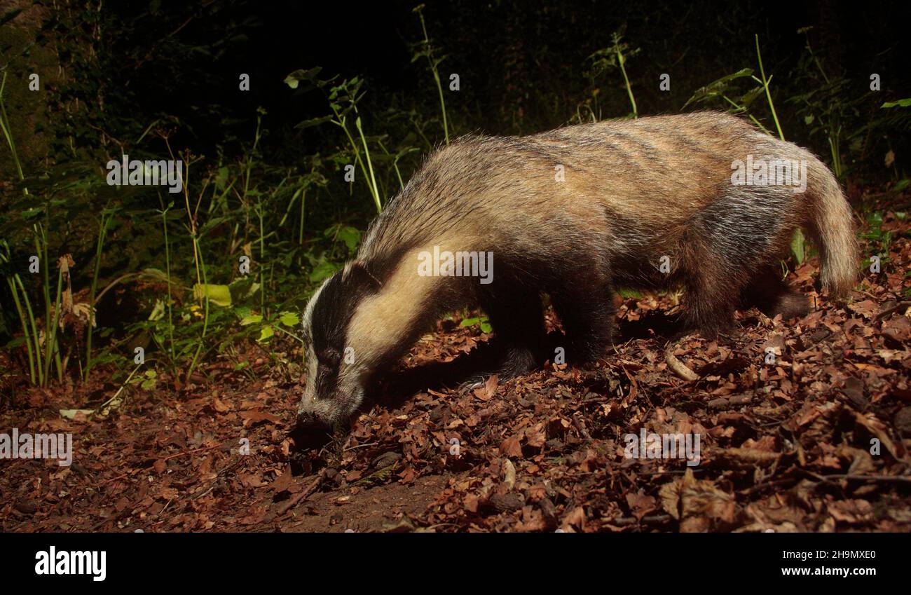 Badger in woodland Stock Photo - Alamy