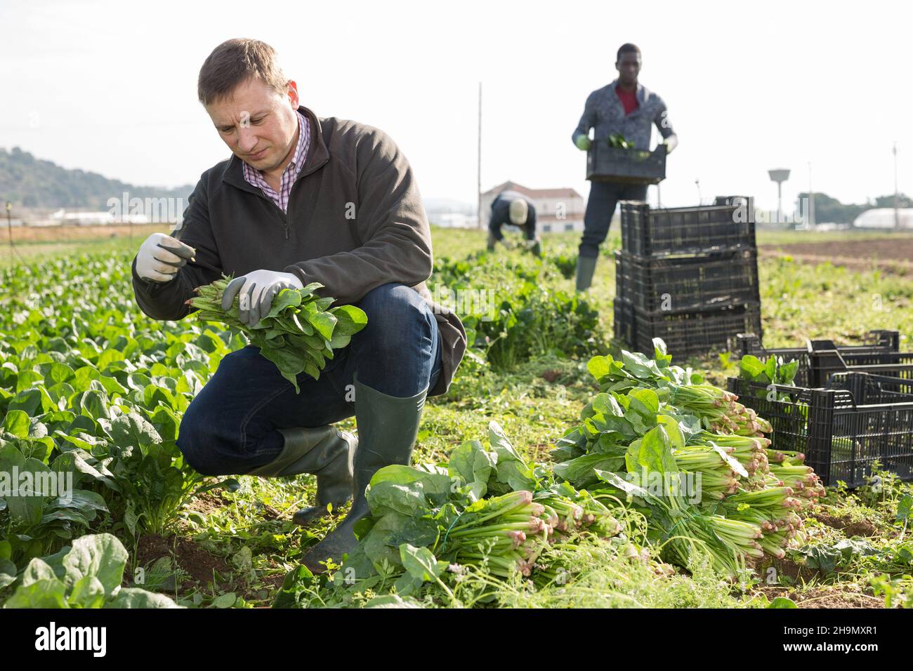 Farm worker cutting spinach on field Stock Photo - Alamy