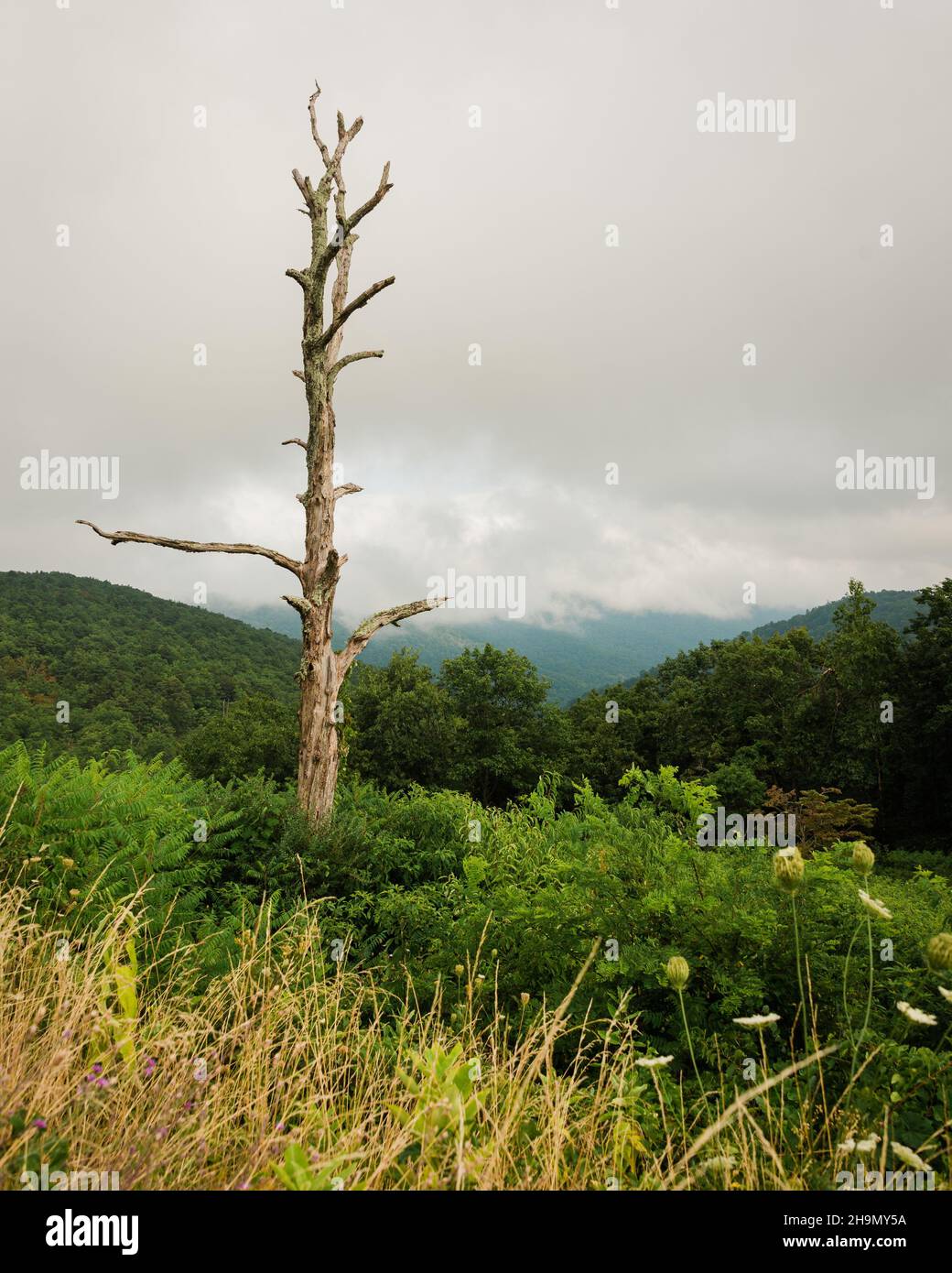 Dead tree and view of the Blue Ridge Mountains, from Skyline Drive in ...