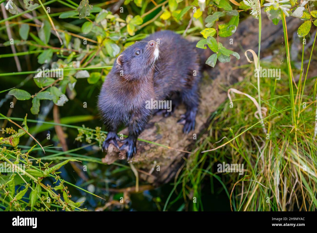 American Mink (Mustela vison also Neovison vison) by water, British ...