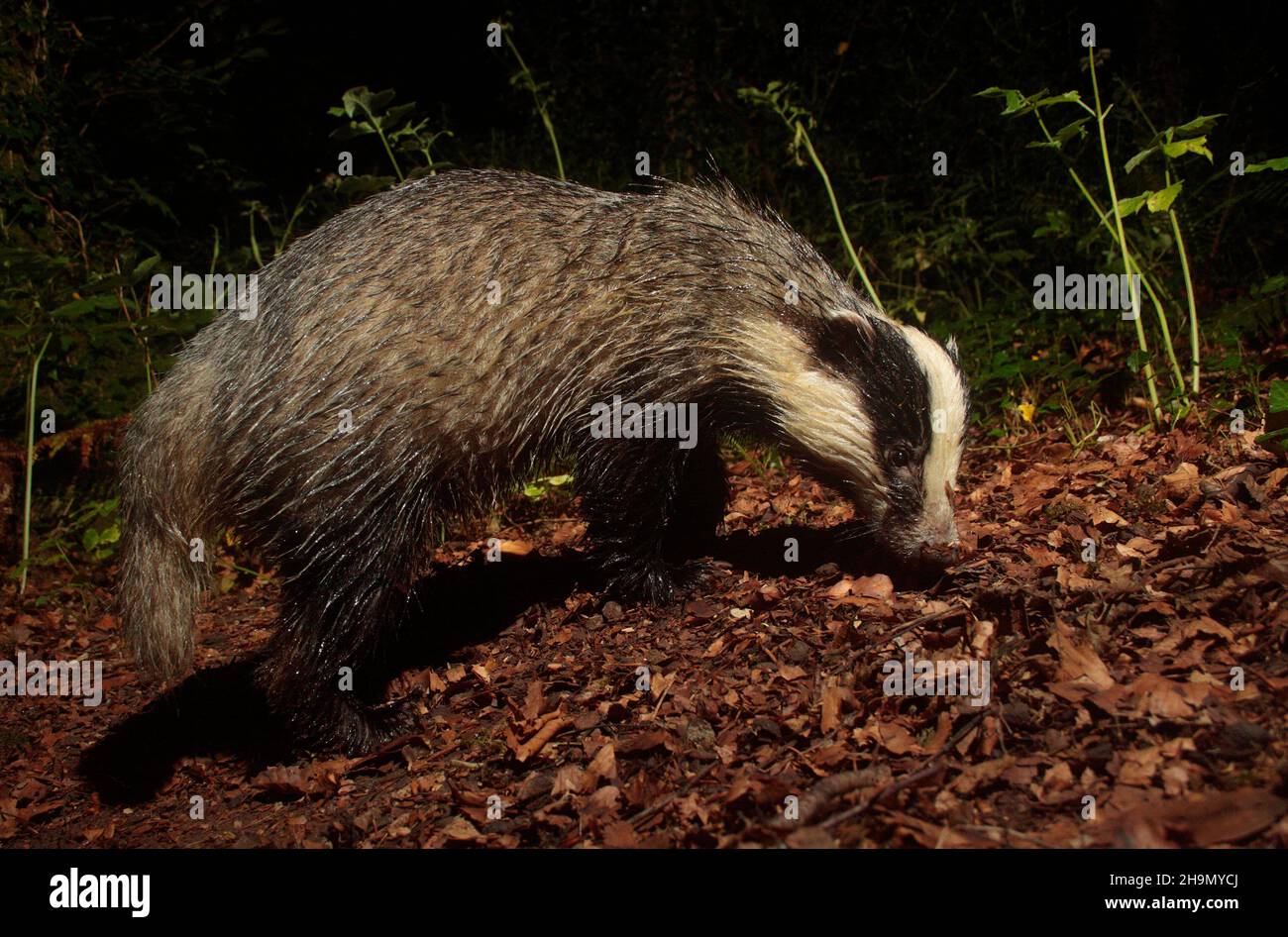 Photographing badgers hi-res stock photography and images - Alamy