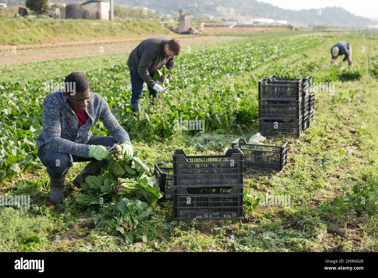 Farm workers harvesting spinach Stock Photo - Alamy