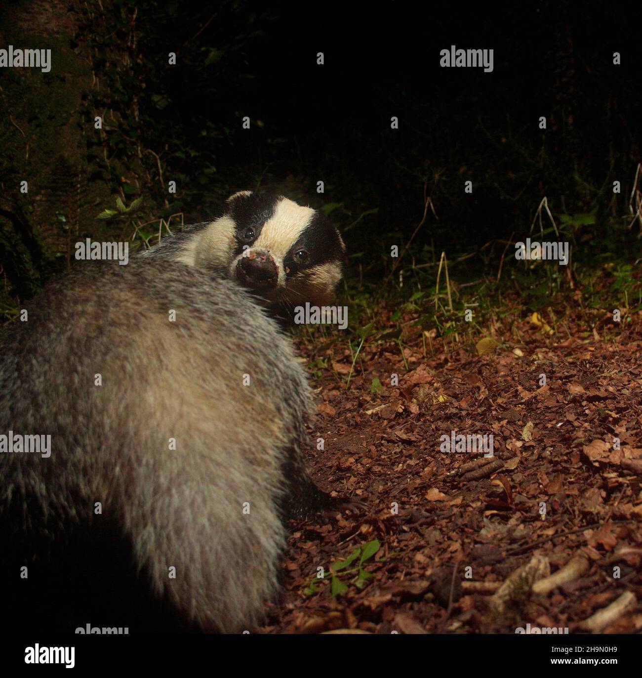 Badger in woodland Stock Photo - Alamy