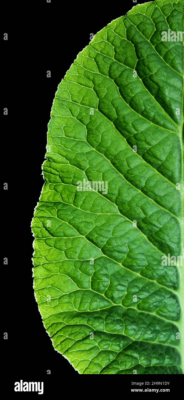 Nice green leaf hi-res stock photography and images - Alamy