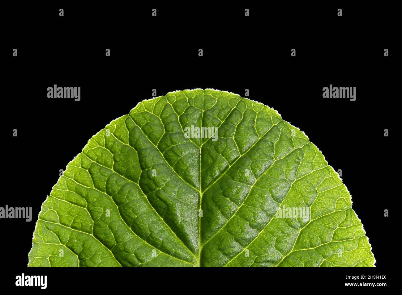 Nice green leaf hi-res stock photography and images - Alamy
