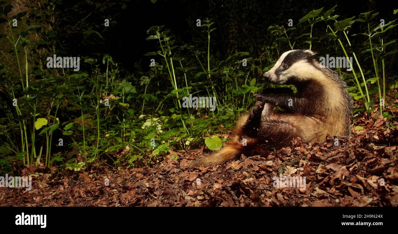 Photographing badgers hi-res stock photography and images - Alamy
