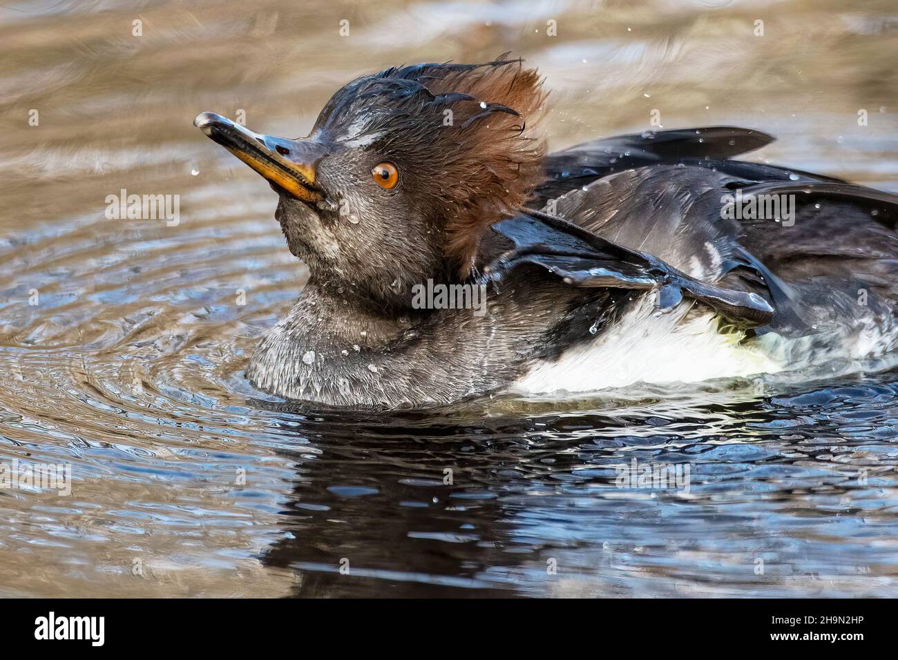 Female Hooded merganser Stock Photo - Alamy