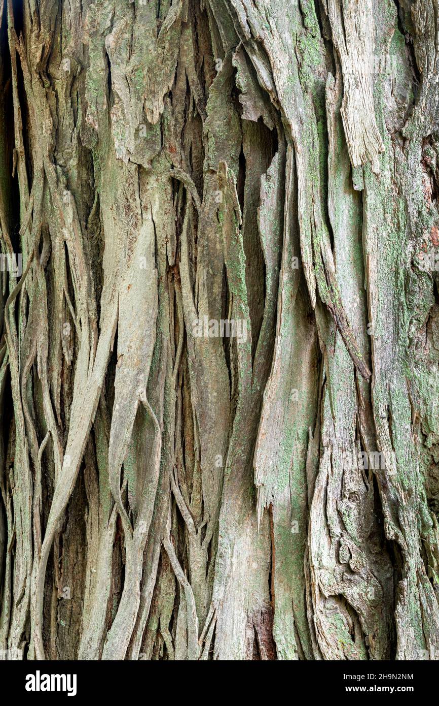 Shagbark hickory (Carya ovata), native tree, Eastern United States, by ...