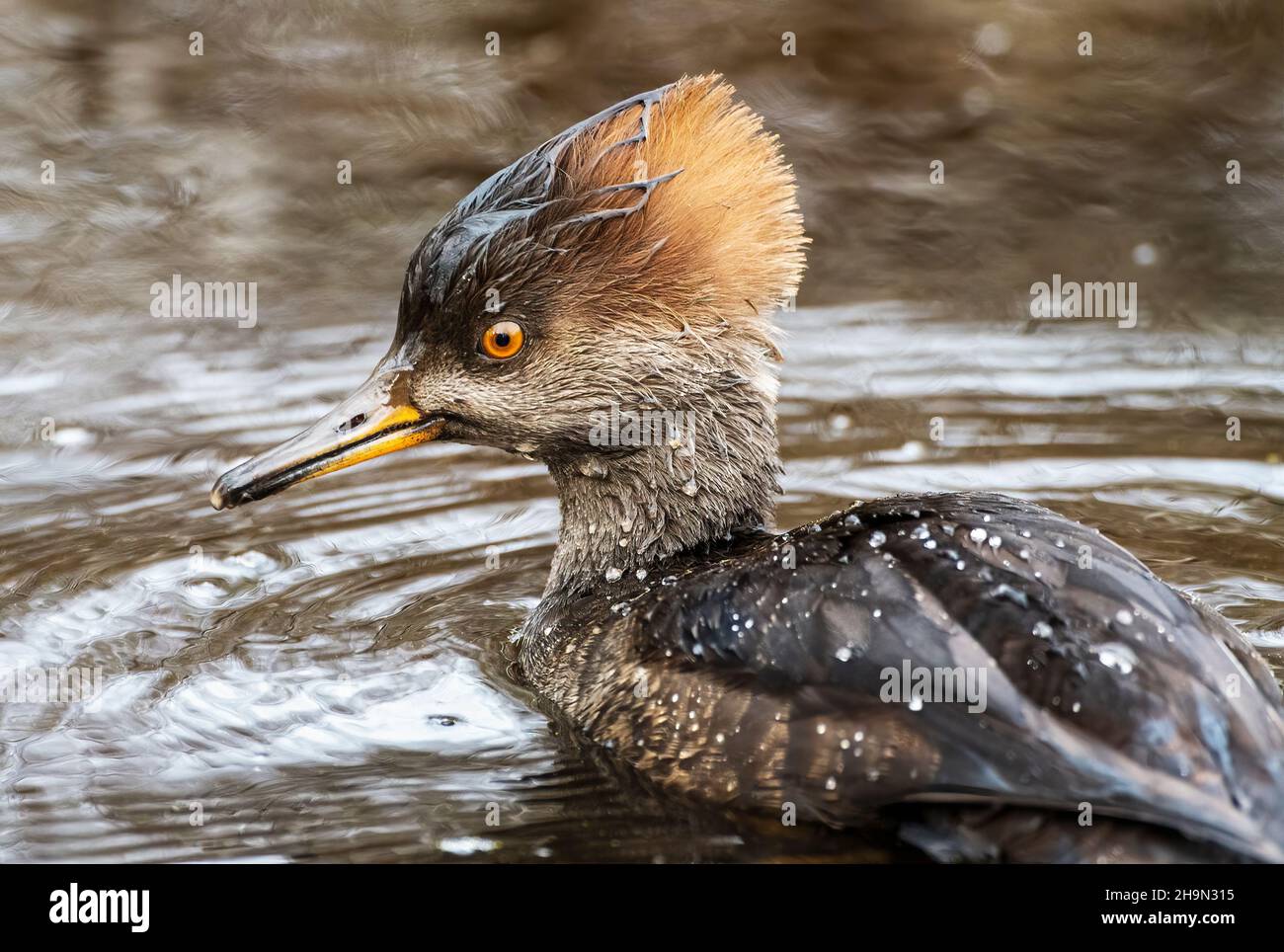 Female Hooded merganser Stock Photo - Alamy