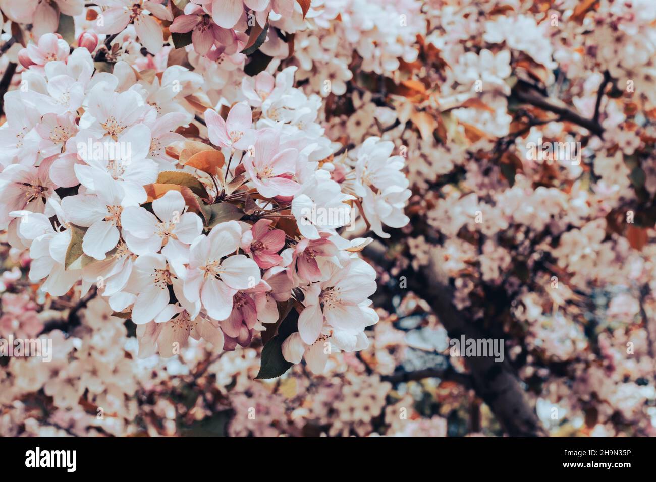 Blooming branch with pink blossoming flowers on delicate pink ...