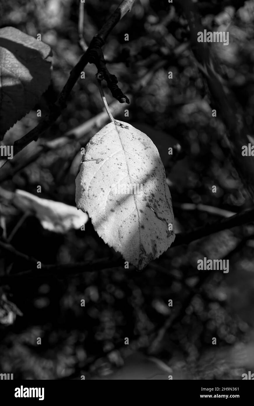 Autumn leaves isolated in Black and White Stock Photos & Images - Alamy
