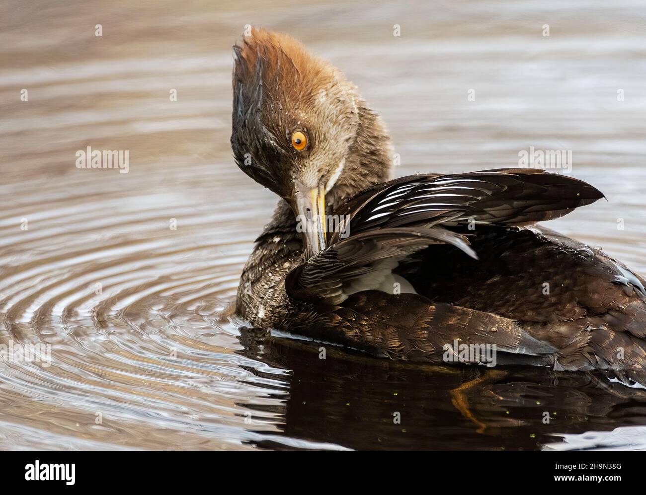 Preening female hi-res stock photography and images - Alamy