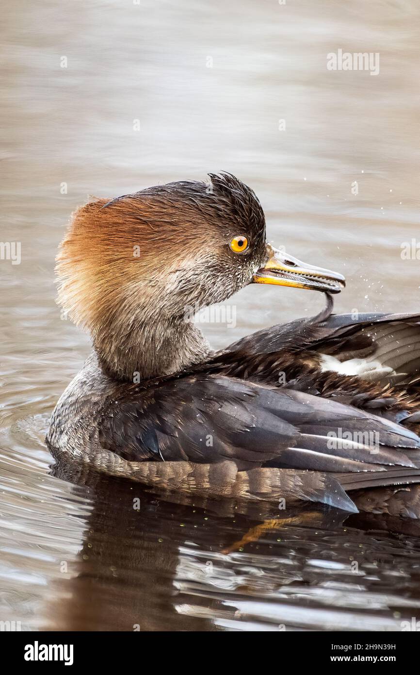 Preening female hi-res stock photography and images - Alamy