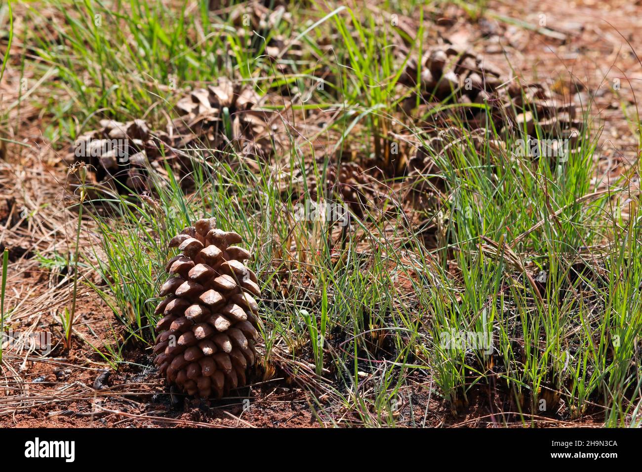 Pinus radiata plantation hi-res stock photography and images - Alamy