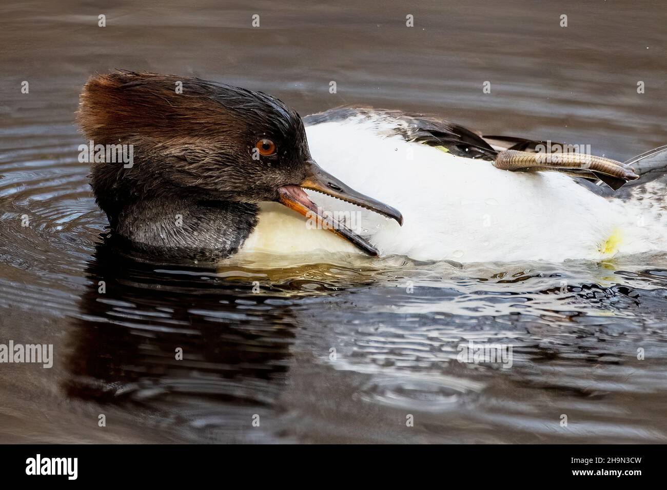 Preening female hi-res stock photography and images - Alamy