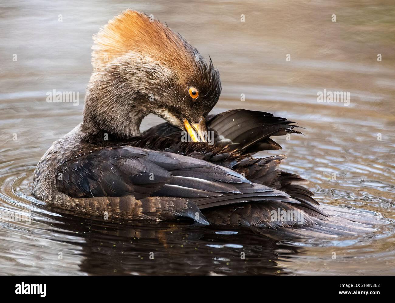 Preening female hi-res stock photography and images - Alamy