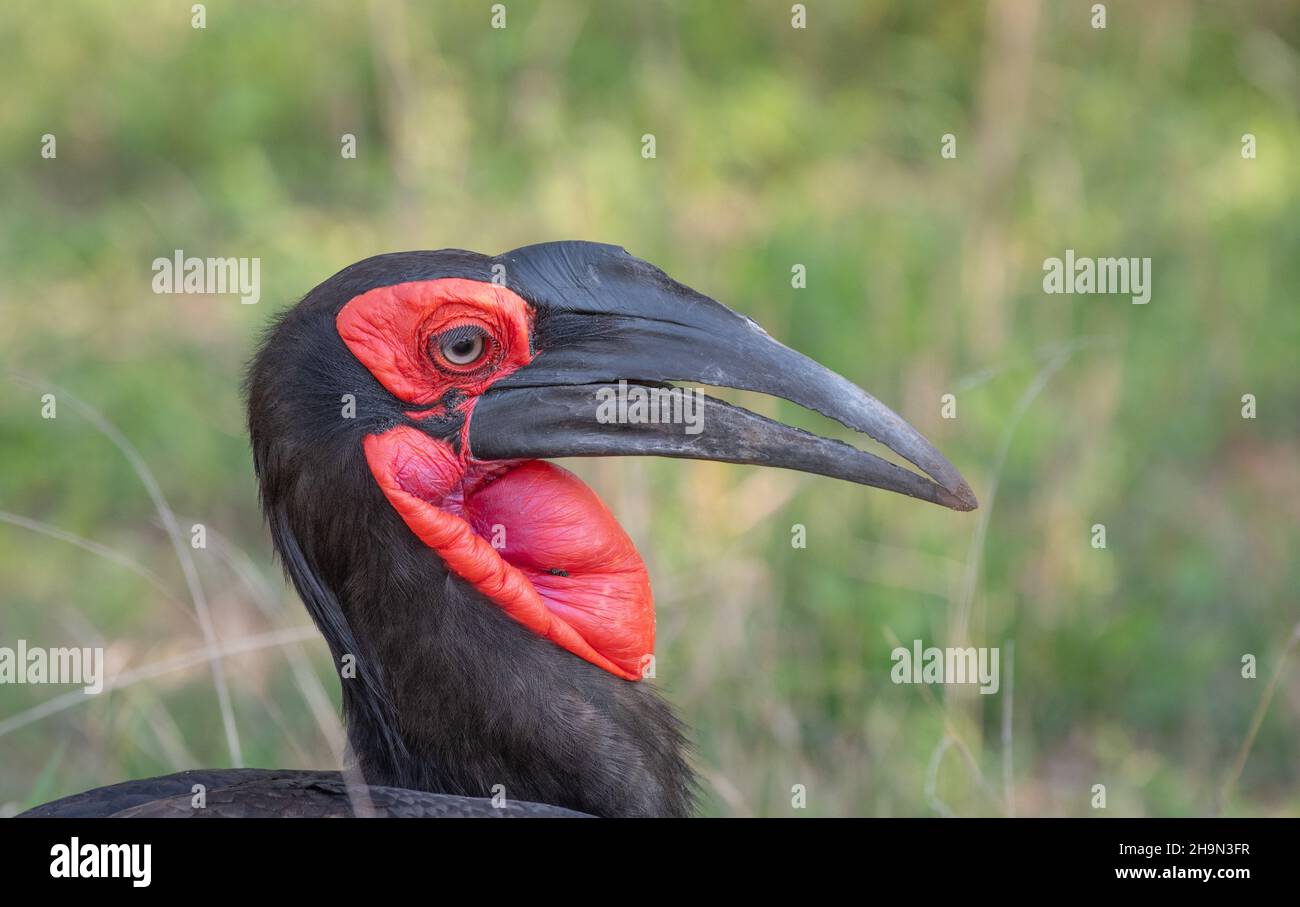 A southern ground hornbill hunting for insects in Kruger National Park ...
