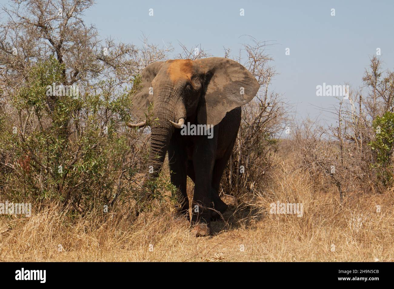 Male African Elephant bull in the bush Kruger National Park in South ...