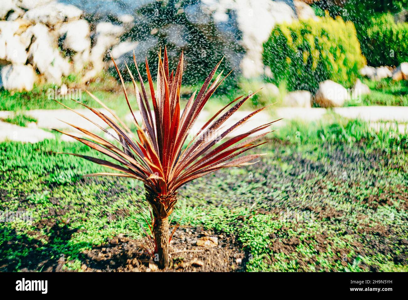 Small palm tree with sharp brown leaves while watering Stock Photo - Alamy